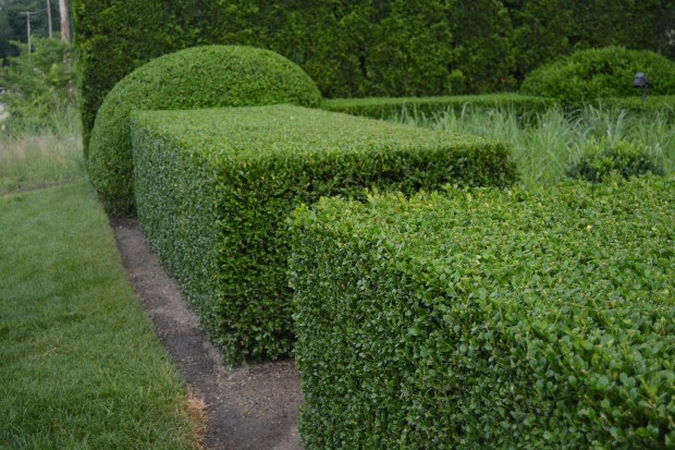 Top 10 Most Amazing Shaping Trees And Shrubs Top 10 Most Amazing Shaping Trees And Shrubs
