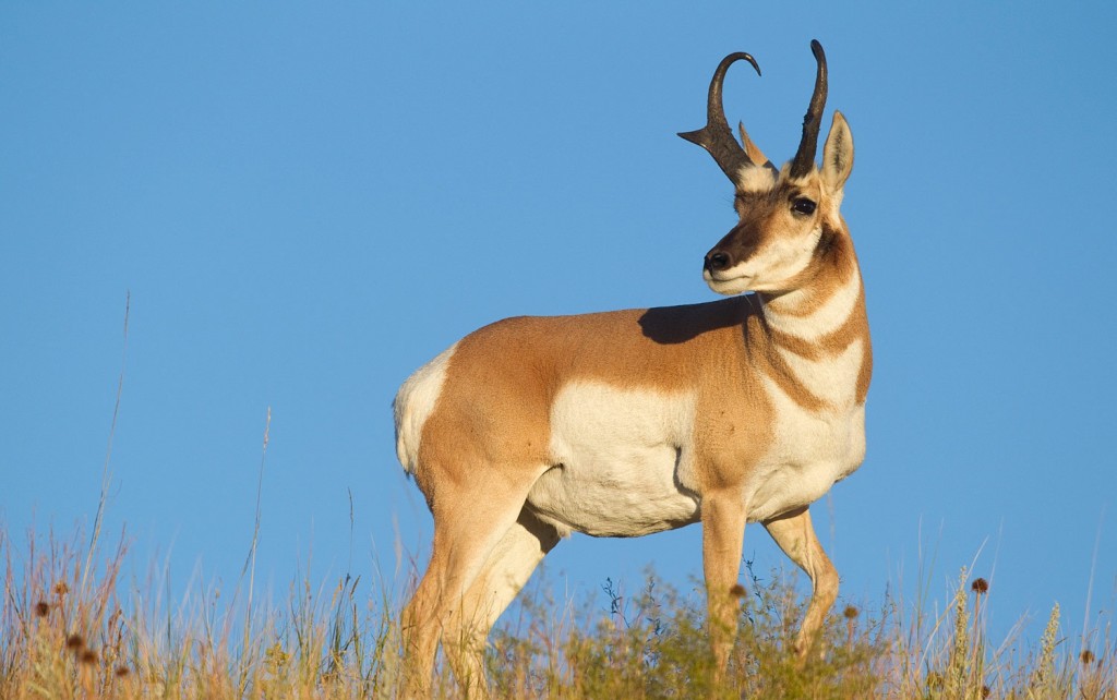 Speed Demons: Racing Through the 10 Fastest Animals in the Animal Kingdom