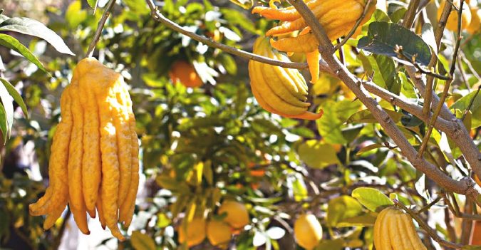 Fruitful Discoveries: Sampling 10 Exotic Fruits That Ignite the Senses