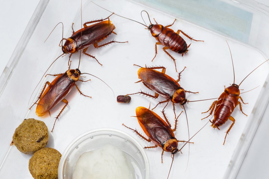Crawling Cuisine: Understanding 10 Foods Roaches Love to Feast On
