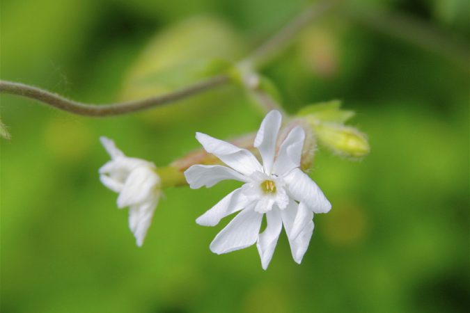 Patience in Bloom: 10 Flowers That Take Years to Grace Your Garden