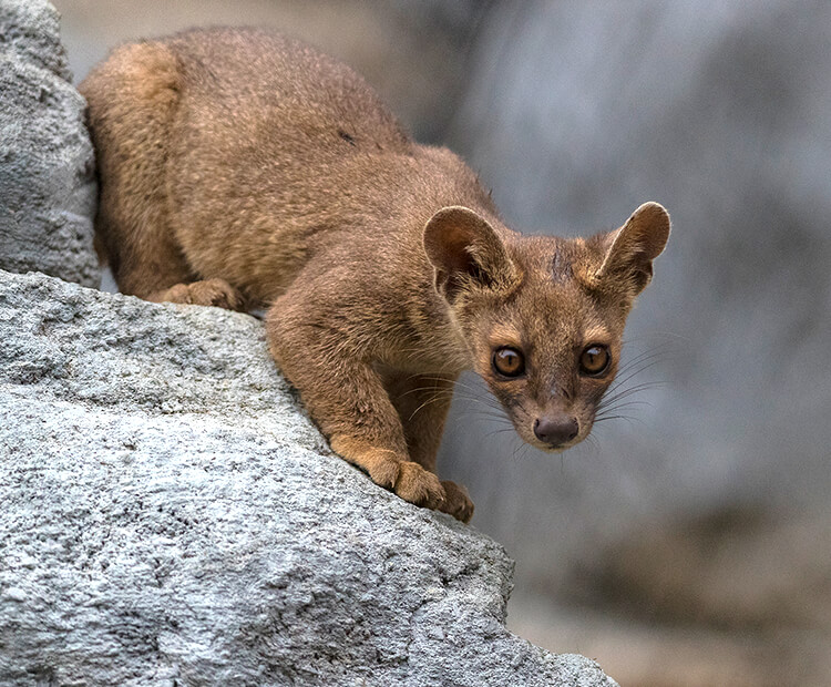 The Top 100 Strangest Animals You've Never Heard Of: : Unusual Species ...