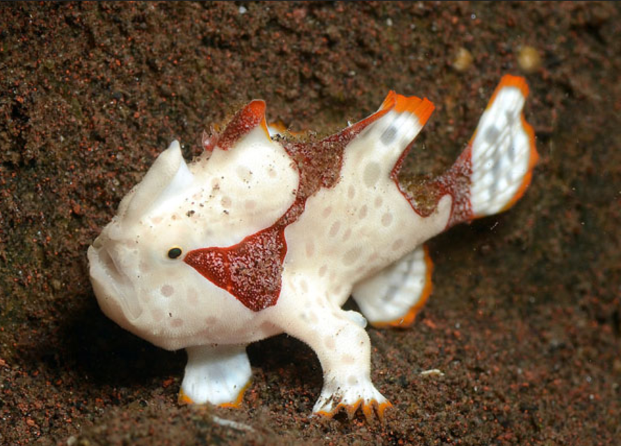 The Top 100 Strangest Animals You've Never Heard Of: : Unusual Species ...